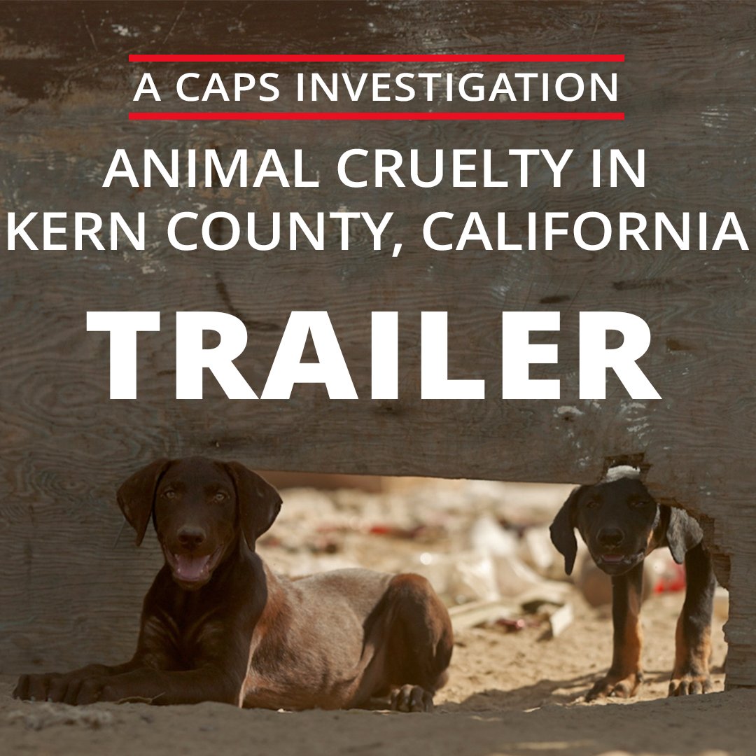 Animal Cruelty in Kern County, California Documentary | Companion ...