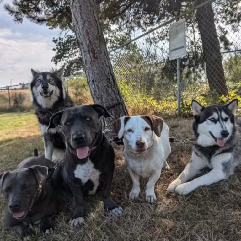 Find a USDA-licensed breeding or brokering facility | Companion Animal ...