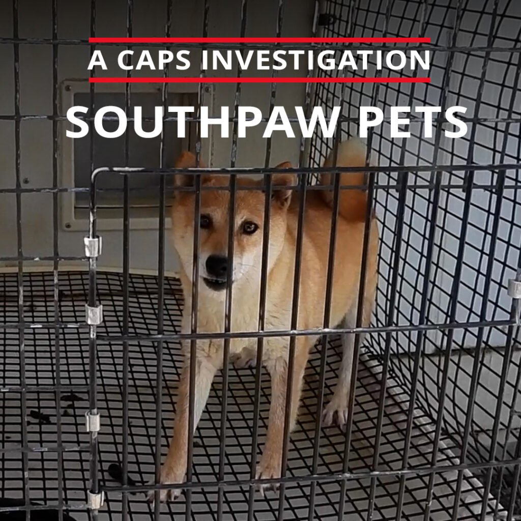 SouthPaw Pets: Missouri-Based Dog broker is Selling to Petland and ...